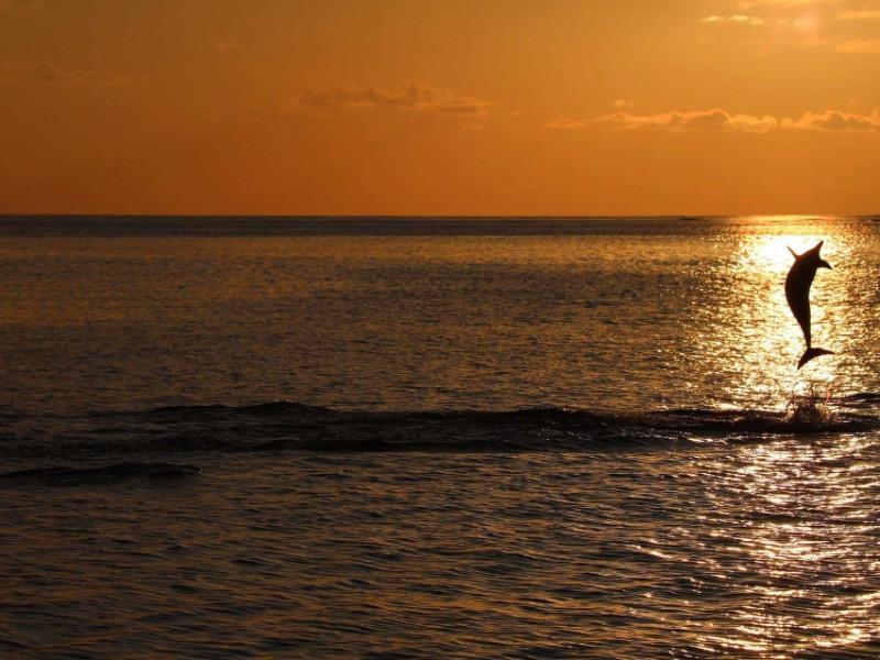 Catch The Sun | Nature inFocus