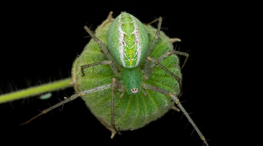 The World Of A Green Lynx Spider | Nature inFocus