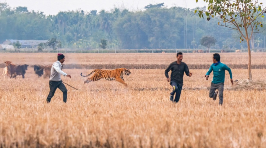 The Anatomy Of A Human-Tiger Conflict Situation | Nature inFocus