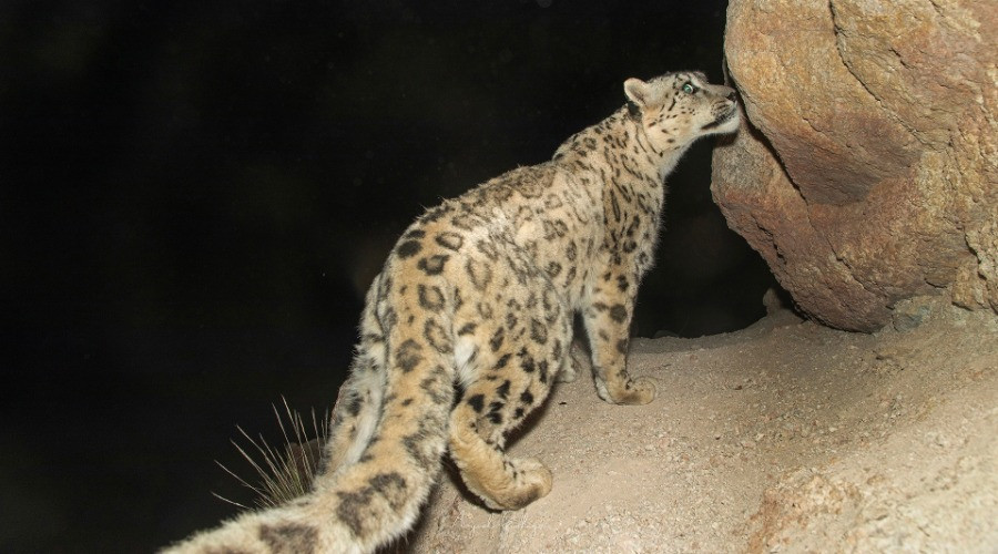 On The Prowl For The Grey Ghost | Nature inFocus