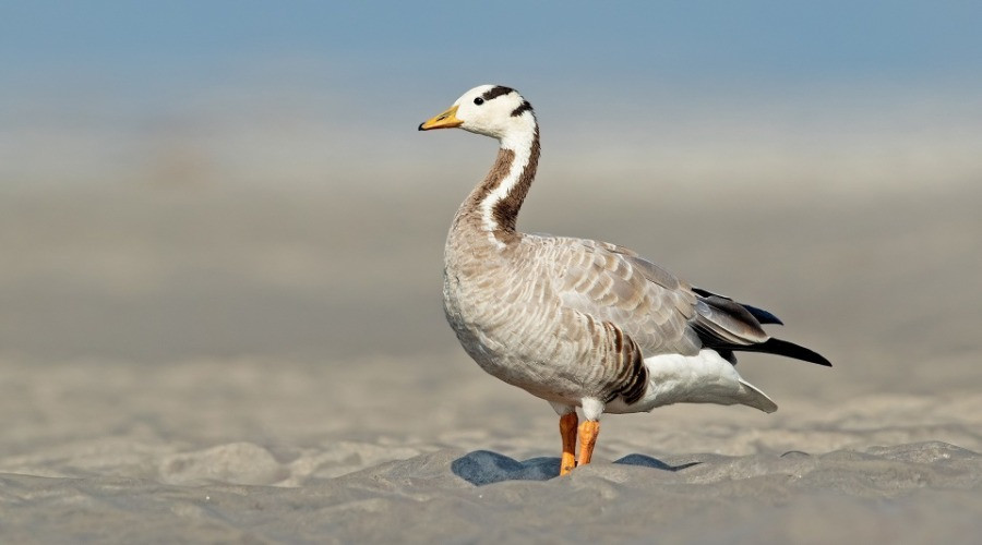 Flying Duck In Kerala