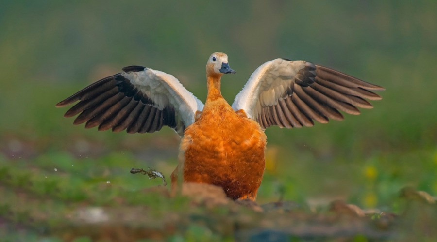 The Avians Of Kavadi Pat | Nature inFocus