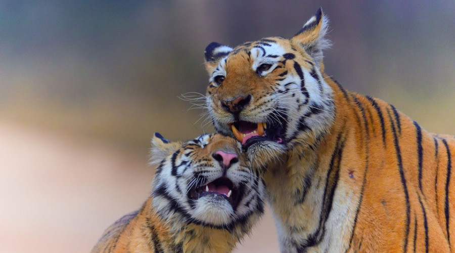 The Iconic Tigers Of India | Nature inFocus