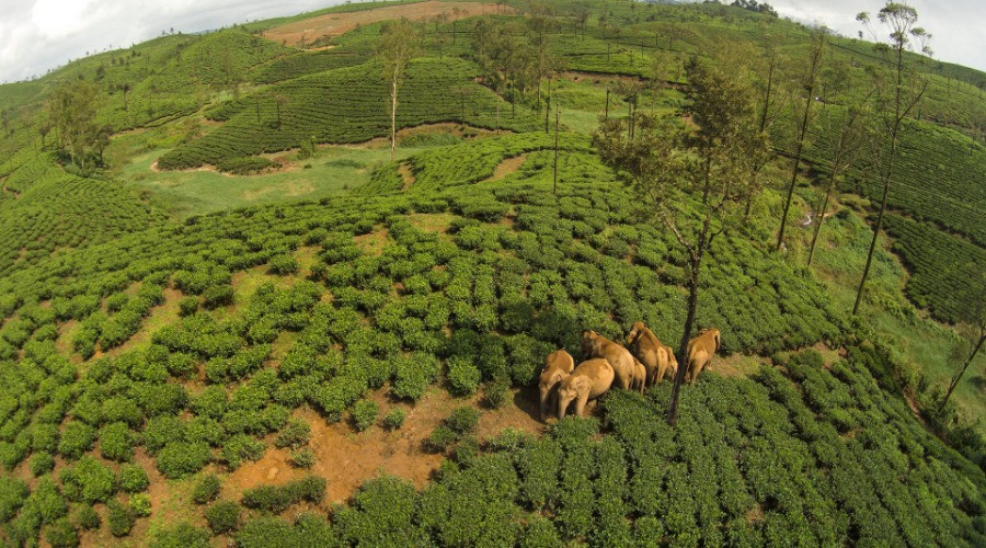 What Are Landscape Mosaics? | Nature inFocus