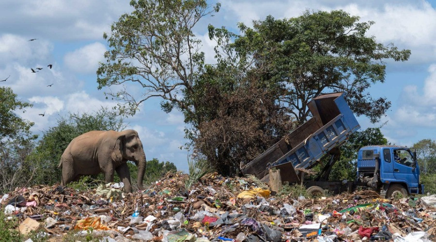 The Trash-Foraging Elephants Of Sri Lanka | Nature inFocus