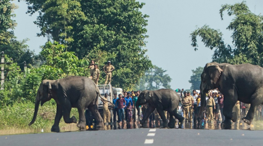 The Challenges Of Mob Management When Rescuing Wildlife | Nature inFocus