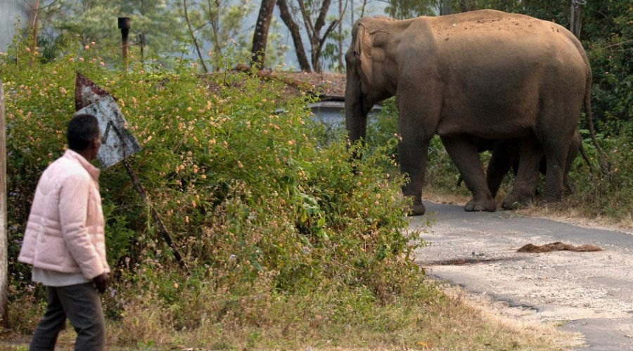 The Elephant In The Road | Nature inFocus
