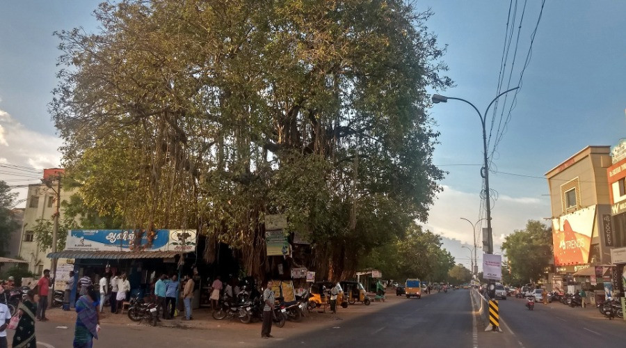 A Stop By The Banyan Tree | Nature inFocus