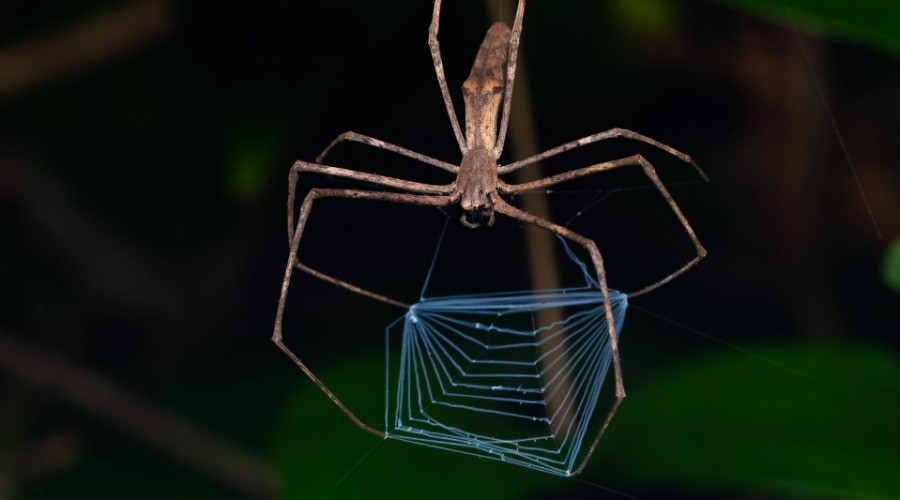 The Extraordinary Tricks Of Spiders | Nature inFocus