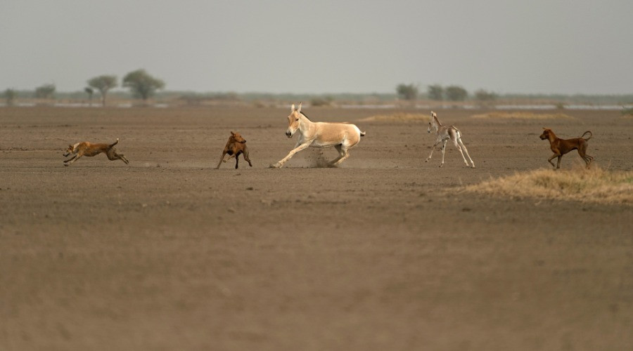 How Are Feral Dogs Endangering Indian Wildlife? | Nature inFocus