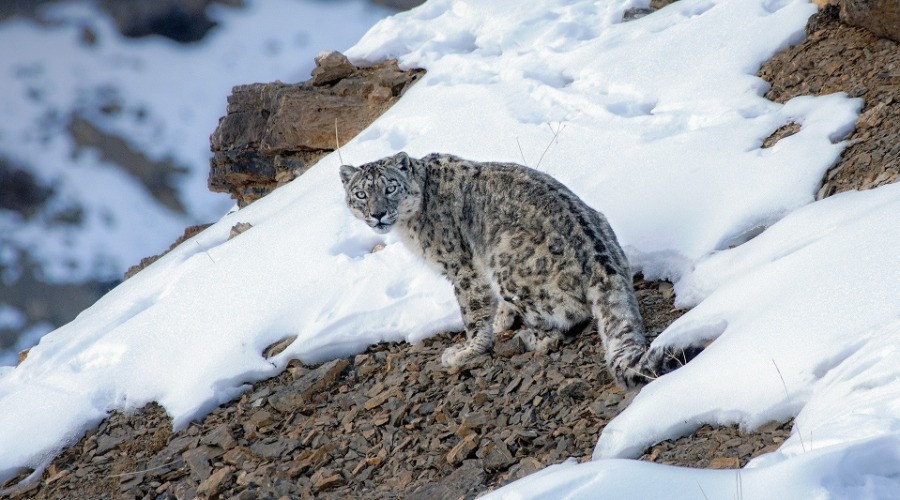 10 Things You Need To Know About Snow Leopards | Nature inFocus