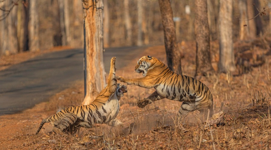 Tadoba Andhari Tiger Reserve Through My Lens | Nature inFocus