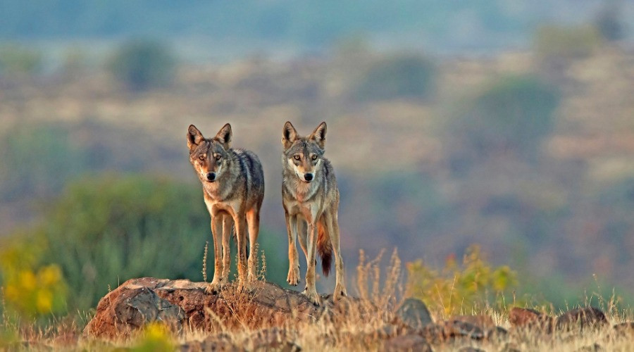 Meet The Wild Canids Of India | Nature inFocus