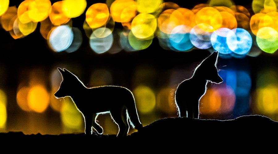 Top 20 Hive Photographs Of 2020 | Nature inFocus