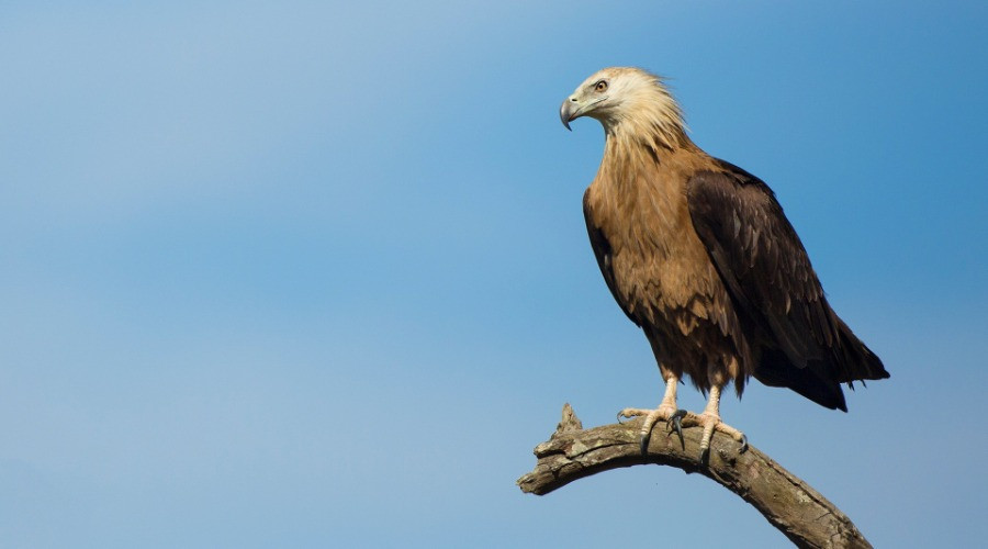 Of Perilous Flights And Fragmented Habitats | Nature inFocus