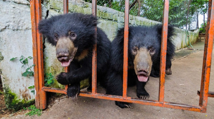A Rendezvous With The Chandi Mata Temple Bears | Nature inFocus