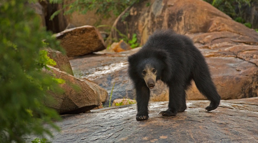 Hampi | Nature inFocus