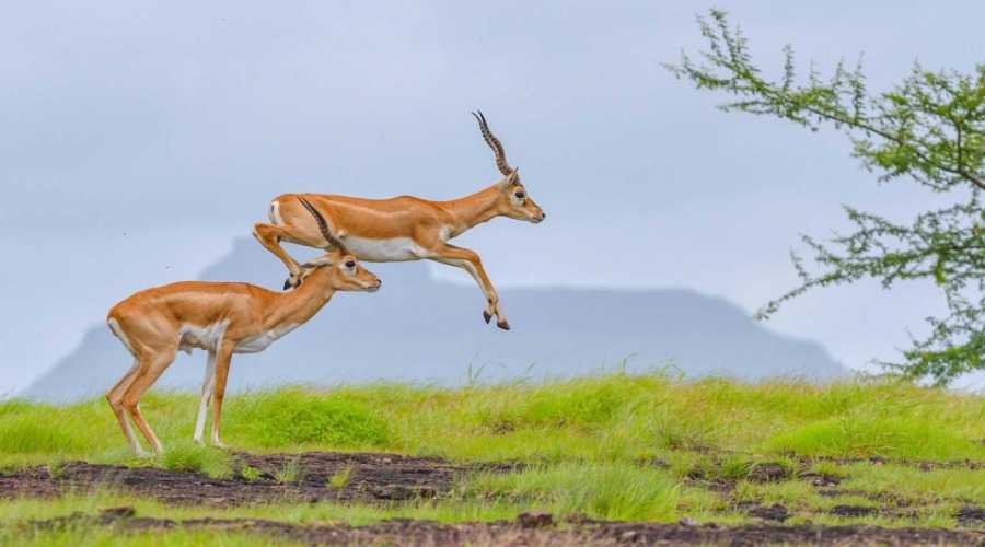 Antelopes Of India | Nature inFocus