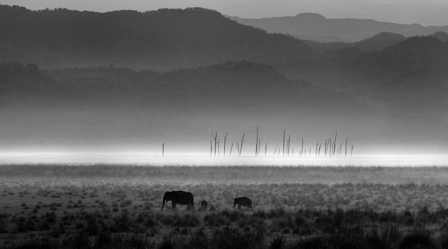 The Role Of Monochrome In Wildlife Photography | Nature inFocus