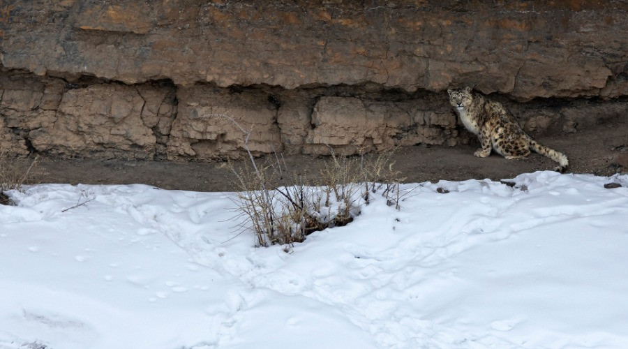 In Search Of The Himalayan Snow Leopard | Nature inFocus
