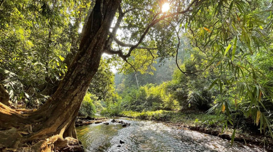 Caring For A Rainforest | Nature inFocus