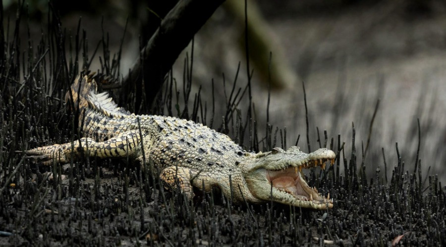 Leucistic Crocodile