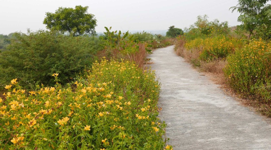 The Revival Of Aravali Biodiversity Park | Nature inFocus
