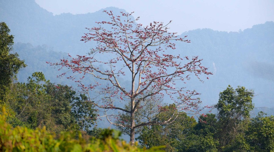Wandering The Lost World Of Pakke | Nature inFocus