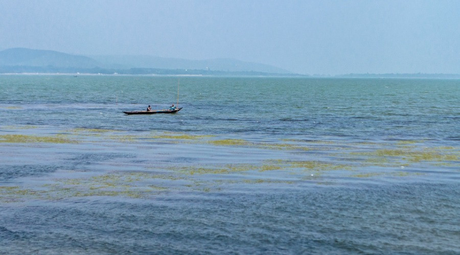 Chilika Lake: A Beacon For Wetland Conservation | Nature inFocus