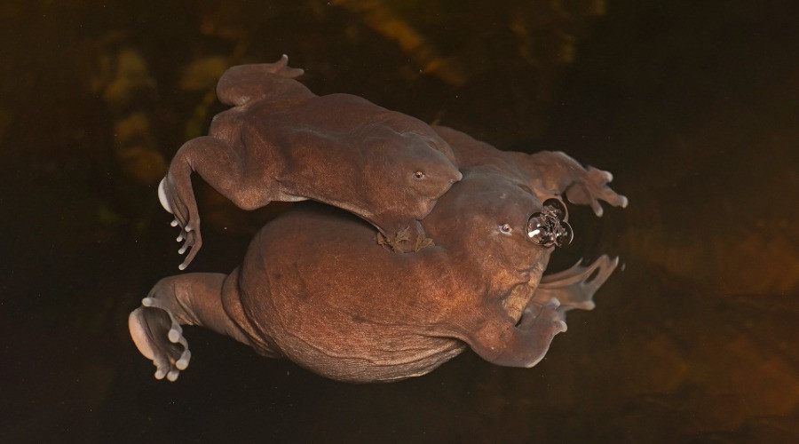 Protecting The Mysterious Purple Frog | Nature inFocus