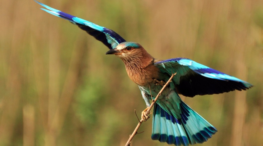 A blue flash of the Indian Roller or Neelkanth | Nature inFocus
