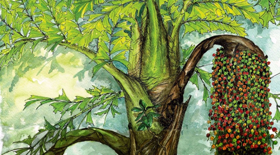 The Secret Life Of Canopies - The Fishtail Palm | Nature inFocus