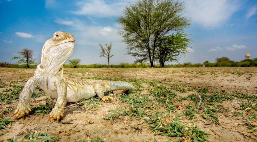 Zootopia In The Desert | Nature inFocus