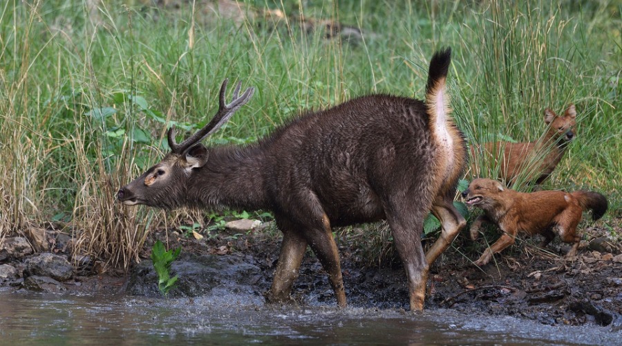 The Great Escape | Nature inFocus
