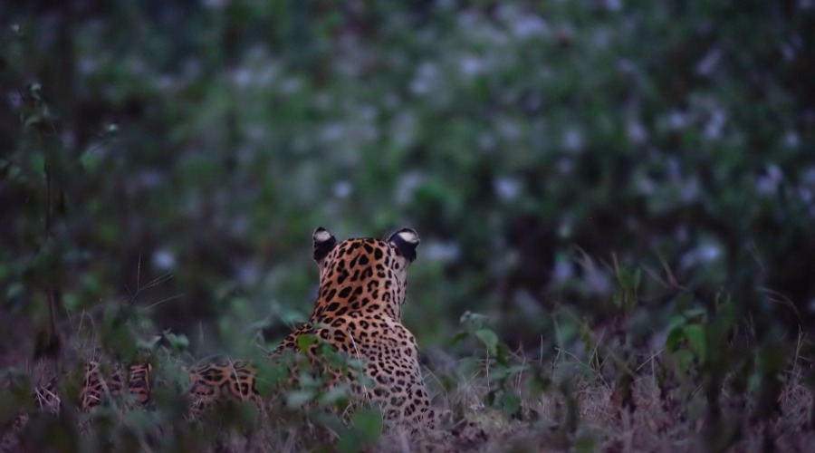 Of False Eyes | Nature inFocus