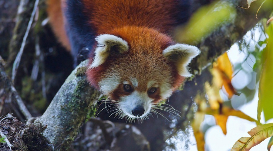 Red Alert! | Nature inFocus