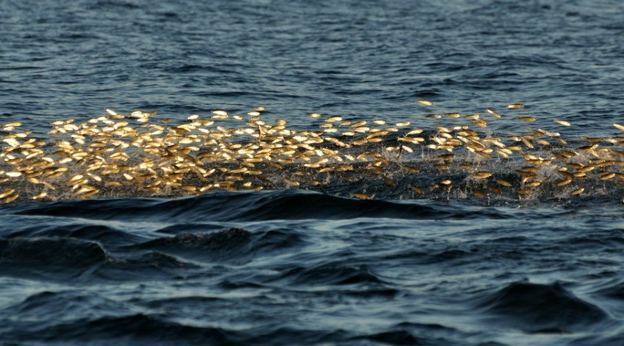 Why Must We Protect Our Oceans? | Nature inFocus