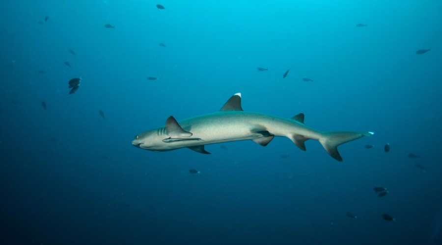 The Sharks In Our Oceans | Nature inFocus