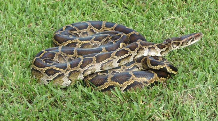 The US has hired new snake-catchers – the Irulas of Tamil Nadu | Nature ...