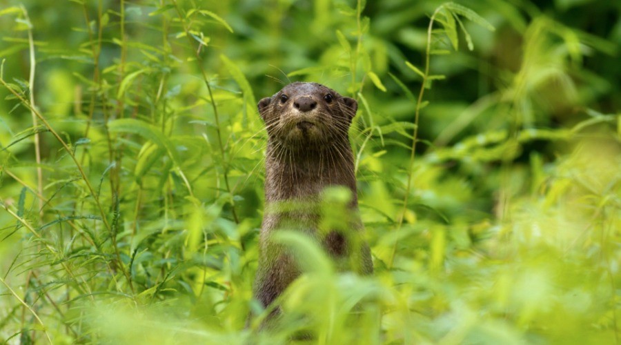 Hello From The Otter Side | Nature inFocus