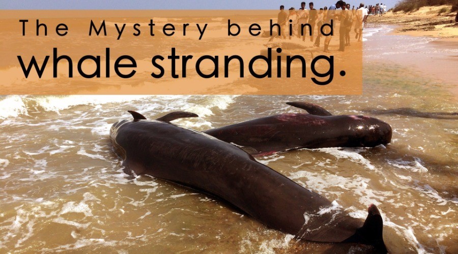 The Mystery Behind Whale Strandings | Nature inFocus