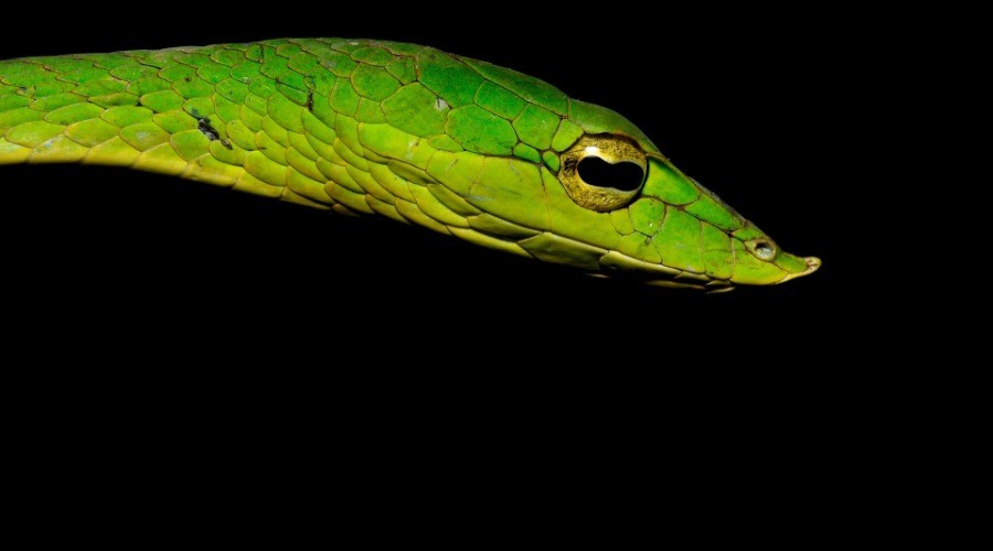 Amboli | Nature inFocus