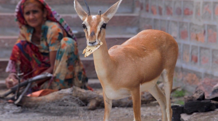 The Shy Chinkara | Nature inFocus