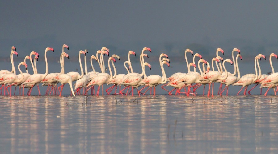 Top 10 Places To Go Bird Watching In Pune, Maharashtra | Nature inFocus