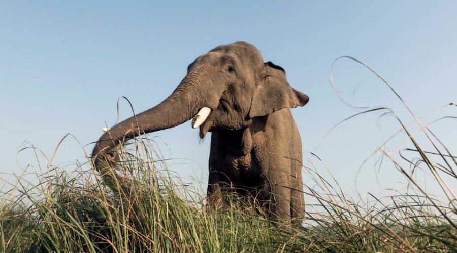 Tusk Masters | Nature inFocus