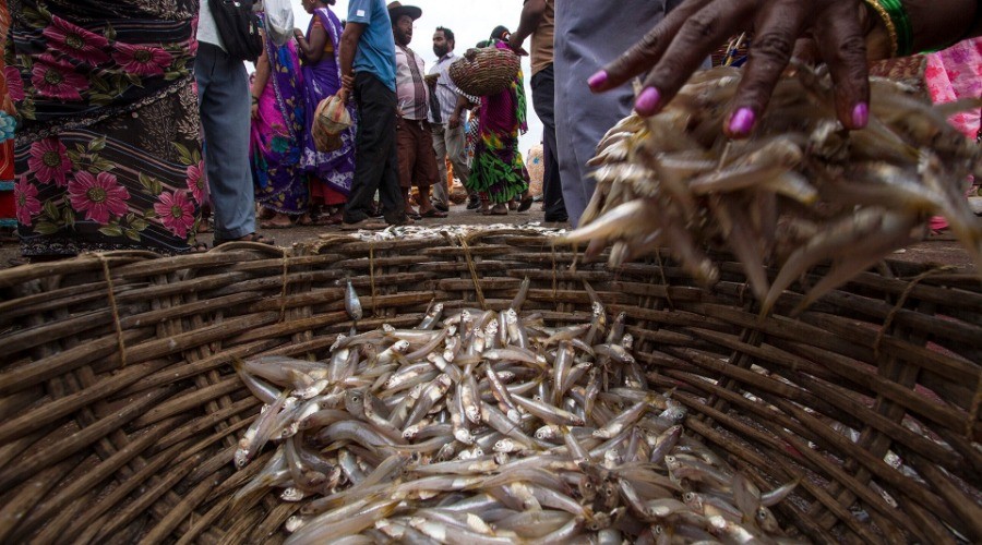 Do You Really Know Your Fish? | Nature inFocus