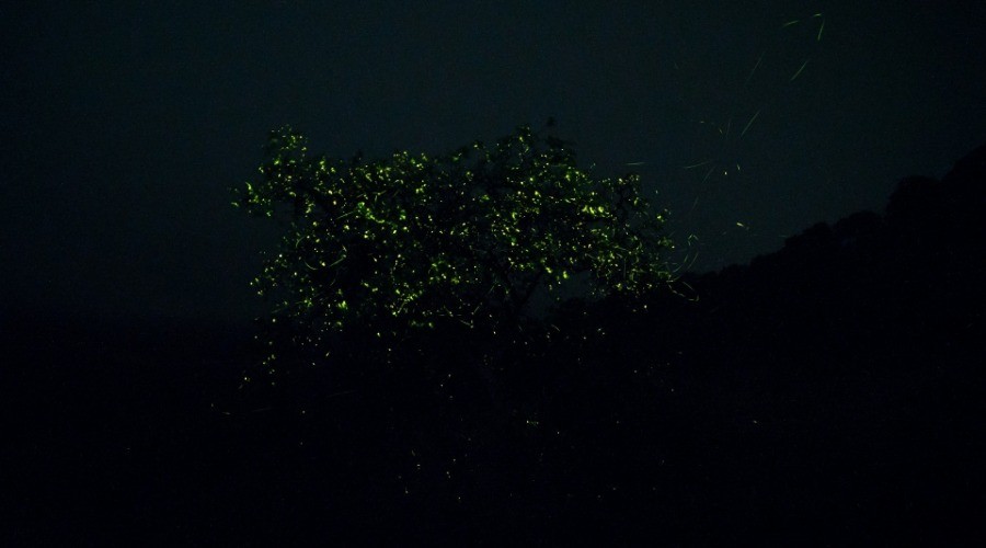 The Flight Of The Fireflies | Nature inFocus