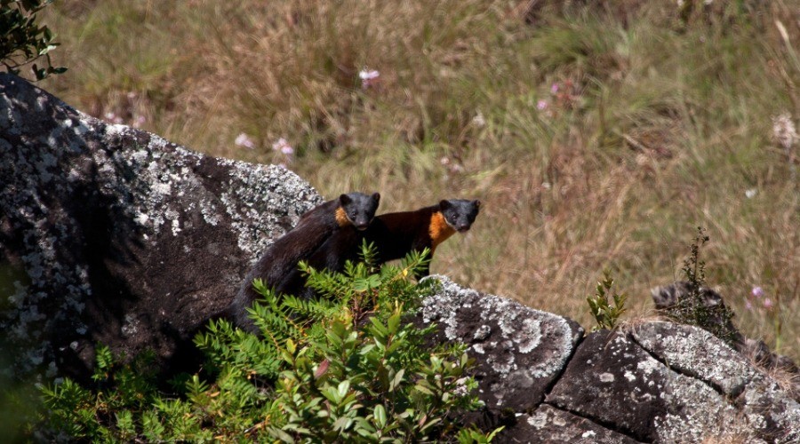 The ‘Mara Naai’ Of The Nilgiris | Nature inFocus