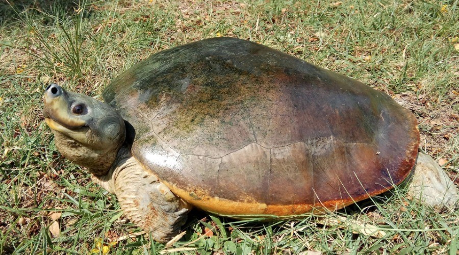 Northern River Terrapin | Nature inFocus