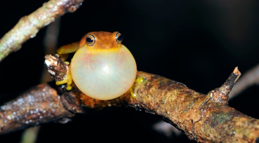 Agumbe | Nature inFocus